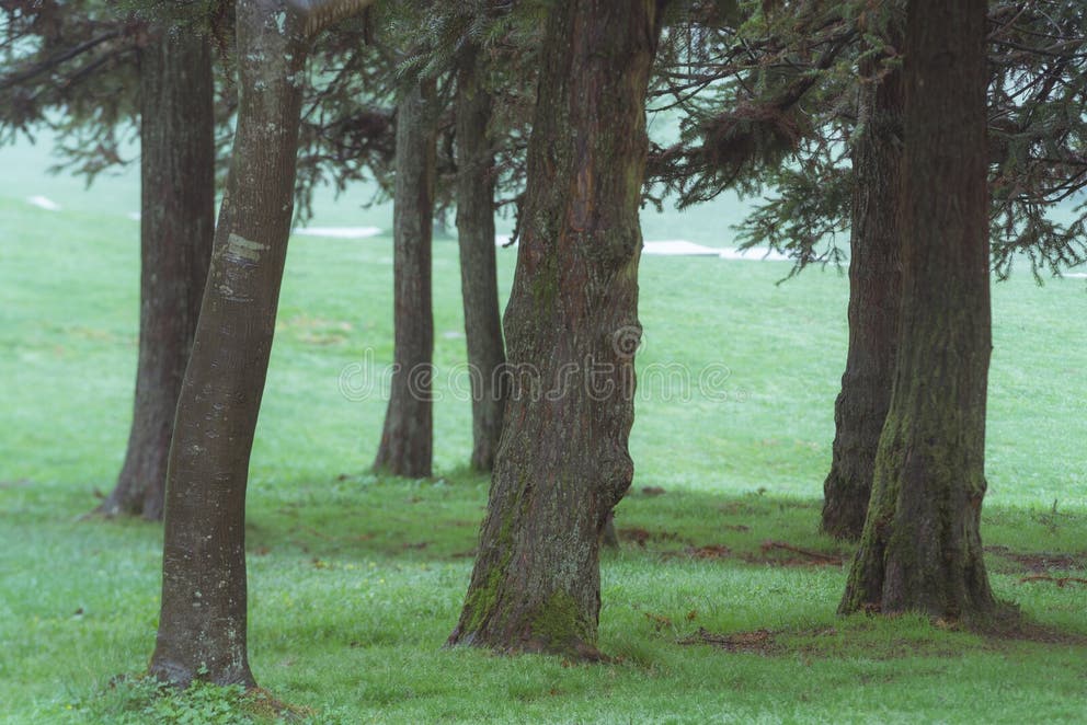 The pine heels on the lawn stock image. Image of heels - 118380723