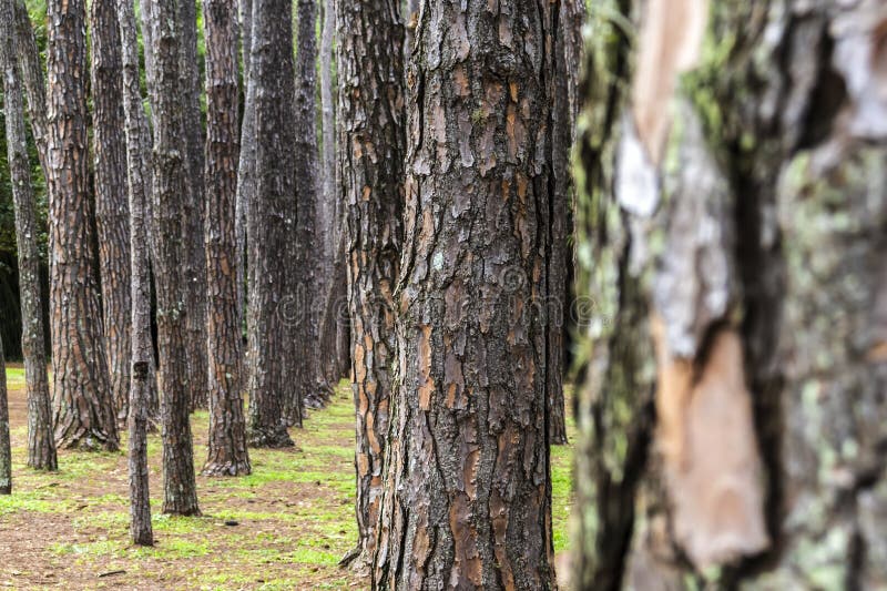Rows of Pine Tree Trunks with Rough Bark in a Clean Forest Setting ...