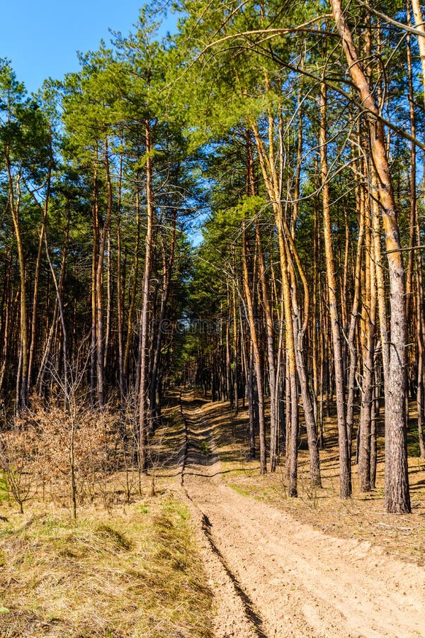 Rows of the Pine Trees in a Forest Stock Image - Image of peaceful ...