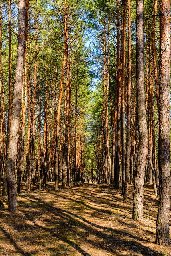 Rows of the Pine Trees in a Forest Stock Image - Image of peaceful ...