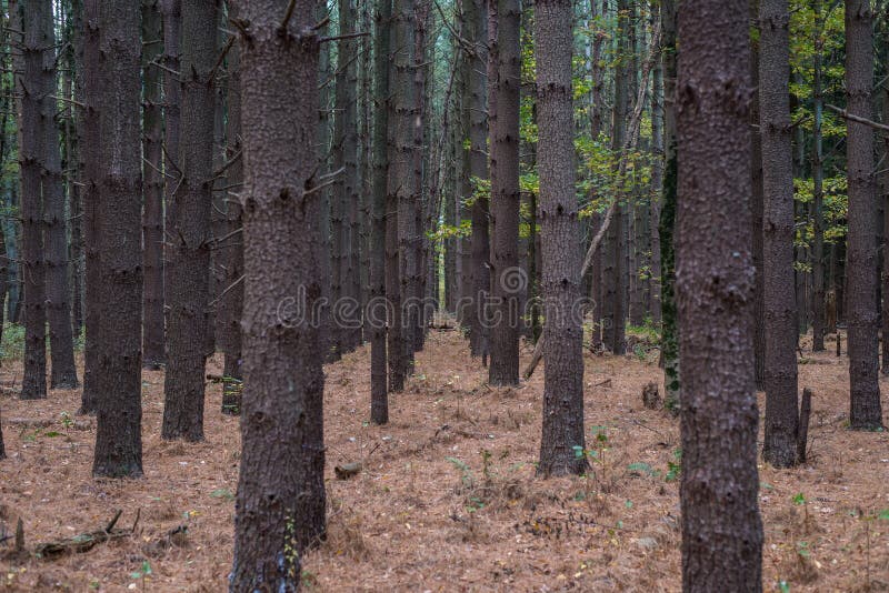 Rows of Pine Trees stock photo. Image of landscape, leaves - 47536880