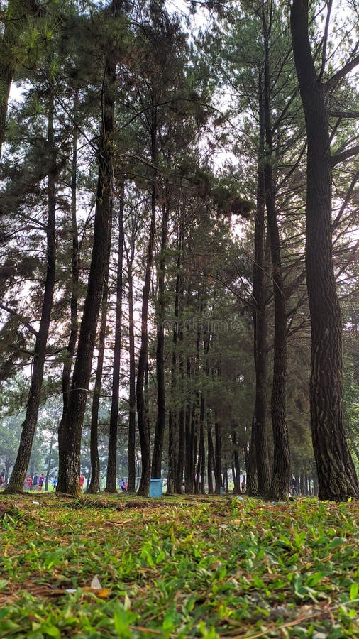 Rows of Pine Trees in a Park Stock Image - Image of wetland, green ...