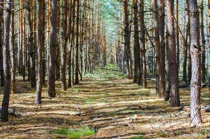 Rows Of Pine-trees In Forest Stock Photo - Image of rows, scenery: 12908940