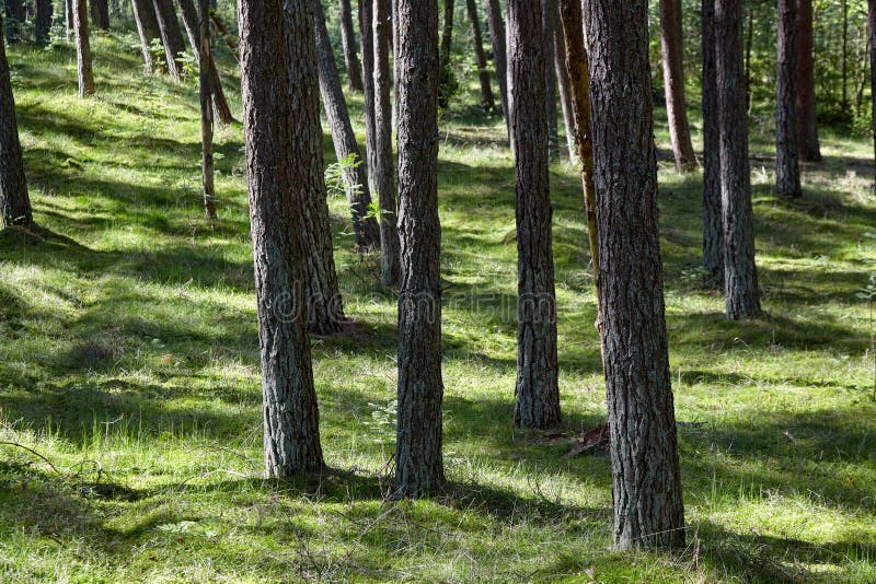 Rows of Pine Trees in a Sunny Forest on a Clearing with Green Grass ...