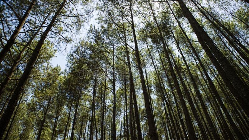 Rows Of Pine Trees With Various Backgrounds Stock Photo - Image of ...