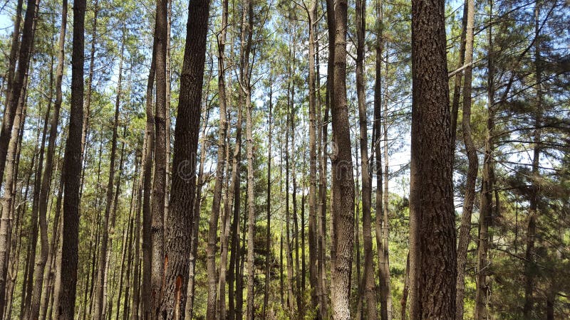 Rows of Pine Trees with Various Backgrounds Stock Photo - Image of peak ...