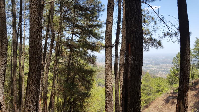 Rows of Pine Trees with Various Backgrounds Stock Photo - Image of ...