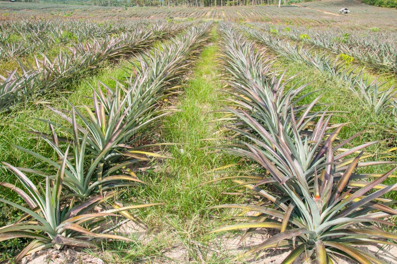 Rows of Pineapple Fruit (ananas Comosus) Stock Photo - Image of rural ...