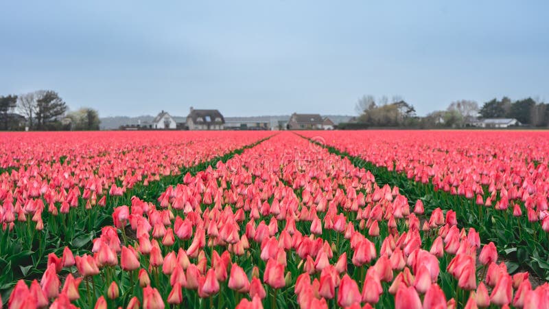 Rows of Pink Tulips in the Netherlands, during Spring. Stock Image ...