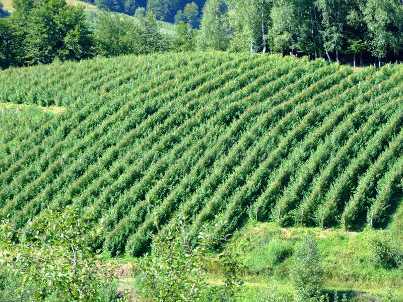 Rows of Planted Raspberry Plants Stock Image - Image of plantation ...