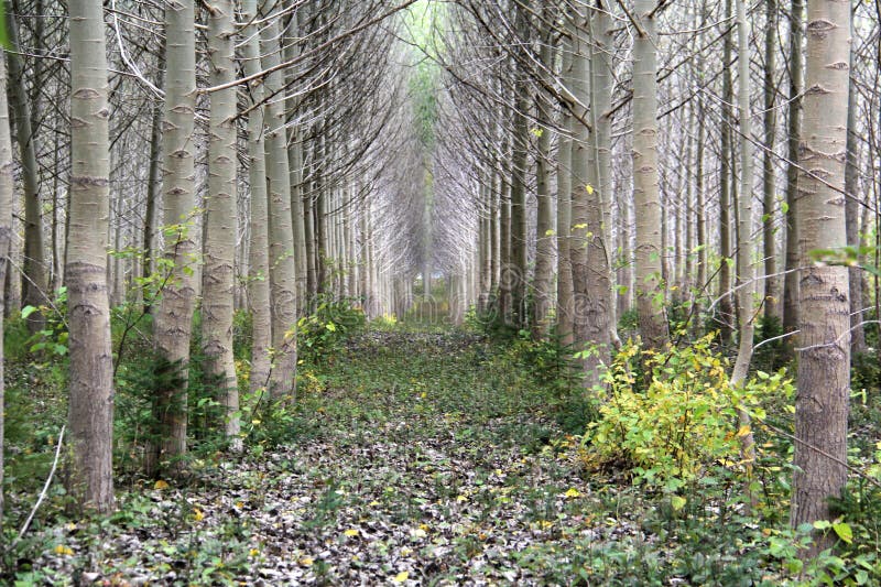 Rows of Planted Trees on a Long Strech Stock Image - Image of fall ...
