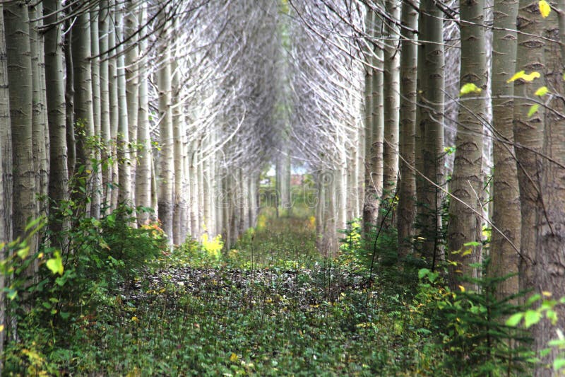 Rows of Planted Trees on a Long Strech Stock Image - Image of long ...