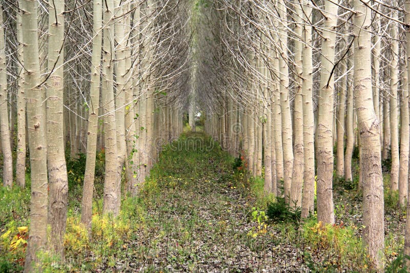 Rows of Planted Trees on a Long Strech Stock Image - Image of long ...