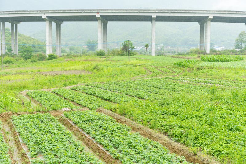 Rows of Planted Vegetable with Highway Bridge at the Far End in a ...