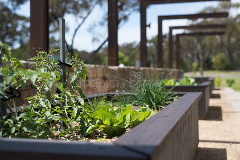 Rows of Planter Box Vegetable Gardens at Home Stock Image - Image of ...