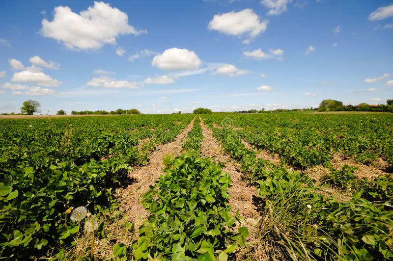 Rows of plants stock photo. Image of land, harvest, crop - 13286772