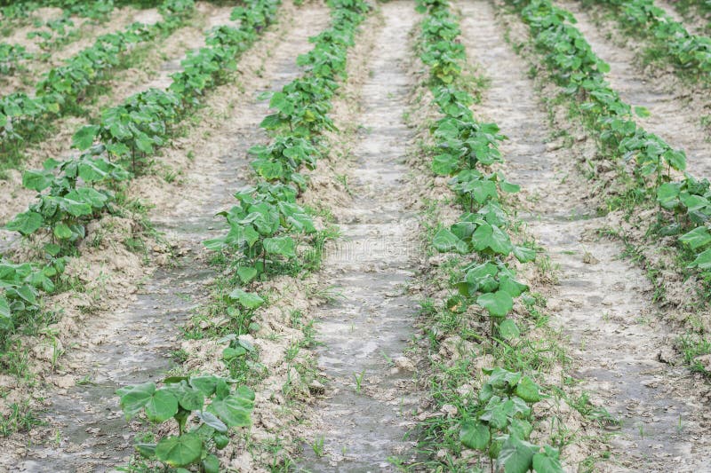 Rows of Plants and Cotton Trees Growing in the Field Stock Image ...