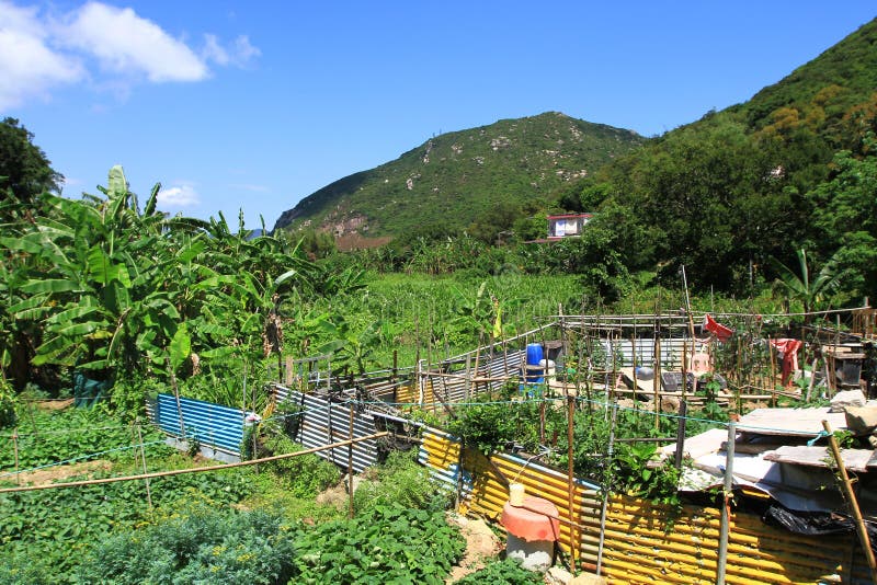 The Rows of Plants in a Cultivated Farmers Field 10 May 2011 Stock ...
