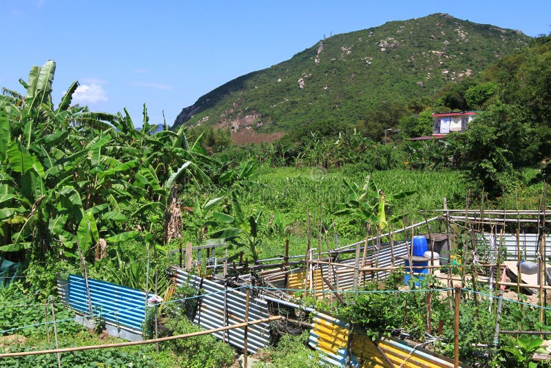 The Rows of Plants in a Cultivated Farmers Field 10 May 2011 Editorial ...