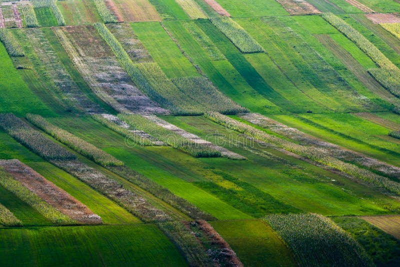 Rows of Plants in a Cultivated Field Stock Image - Image of landscape ...