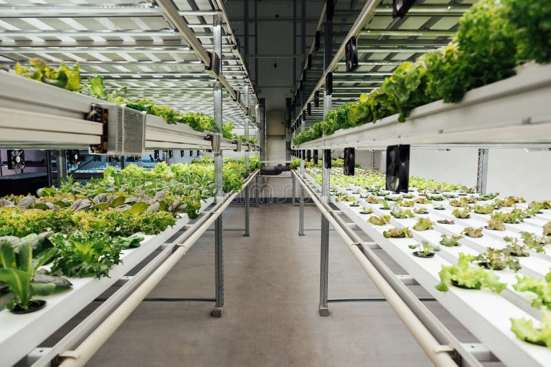 Rows of Plants on a Farm Grown by the Method of Hydroponics with ...