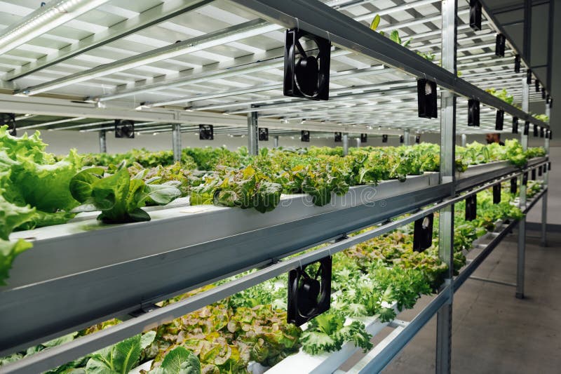Rows of Plants on a Farm Grown by the Method of Hydroponics with ...