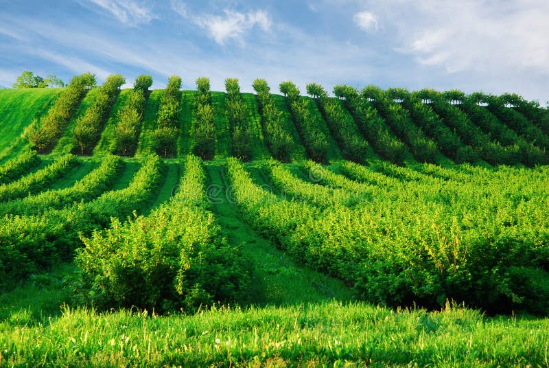 Rows of plants stock image. Image of fresh, rows, landscape - 63390875