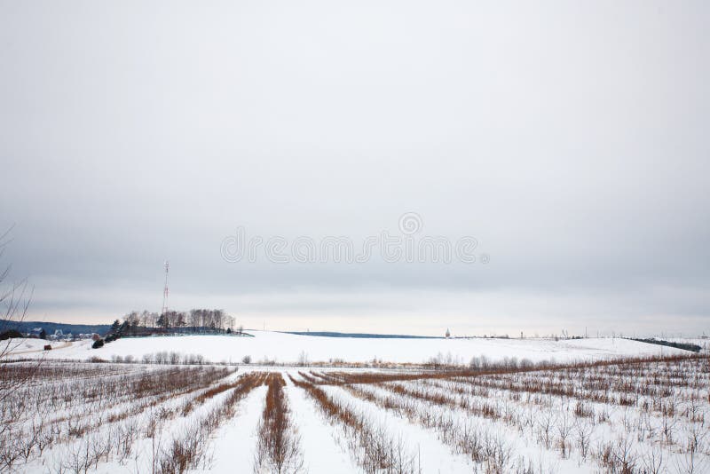 Rows of Plants in Winter Field Stock Photo - Image of tranquil, grass ...