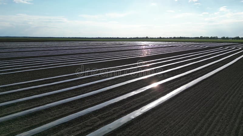 Rows of Plastic Mulch are Laid Out in a Field, Preparing the Soil for ...
