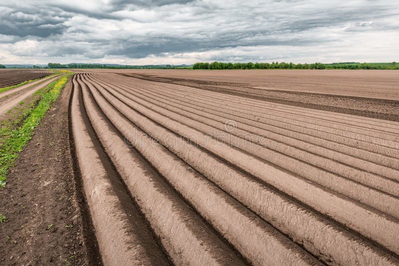 Rows of Plowed Agricultural Field Under Cloudy Sky Stock Photo - Image ...