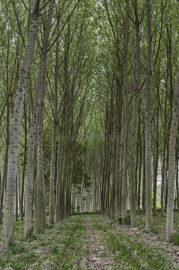 Rows of Poplar Trees in the Countryside Stock Photo - Image of point ...