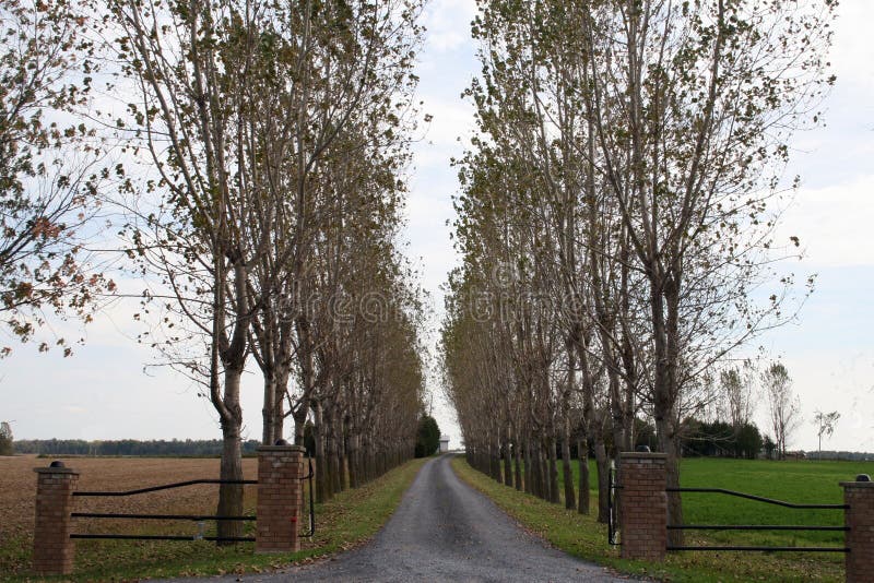 Rows of Poplar Trees on Driveway Stock Photo - Image of brick, driveway ...