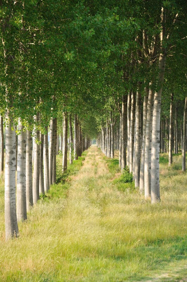 Plantation of Poplars, a Fast Growing and Versatile Trees that Can Be ...