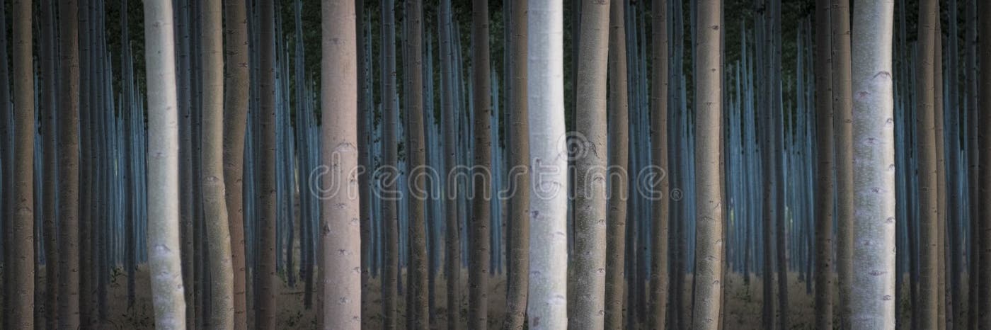 2,247 Paper Tree Farm Stock Photos - Free & Royalty-Free Stock Photos ...