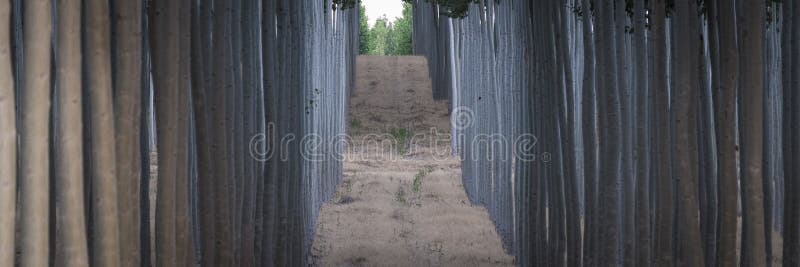 Pulp Tree Farm stock photo. Image of woods, pulpwood, pine - 9642116