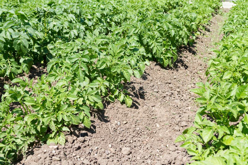 Rows of potato cultivation stock photo. Image of outdoor - 54294468