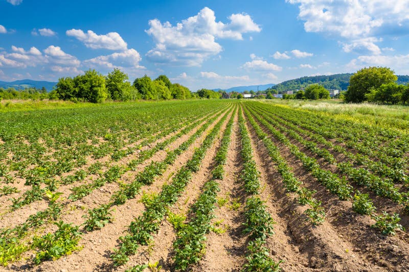 Rows of Potato Fields on a Sunny Spring Day. Stock Photo - Image of ...