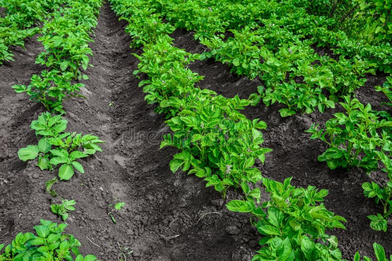 Rows of Potato Plants.in Rows of Potatoes Plants Stock Photo - Image of ...