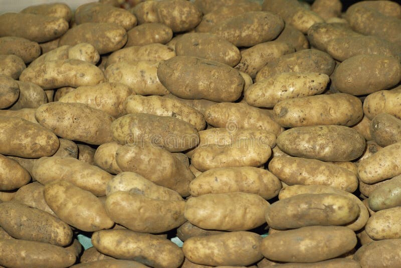 Rows of potatoes stock photo. Image of harvest, piled - 23161116