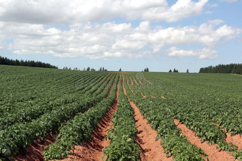 Rows of Potatoes in PEI Farm Fields Stock Image - Image of agricultural ...