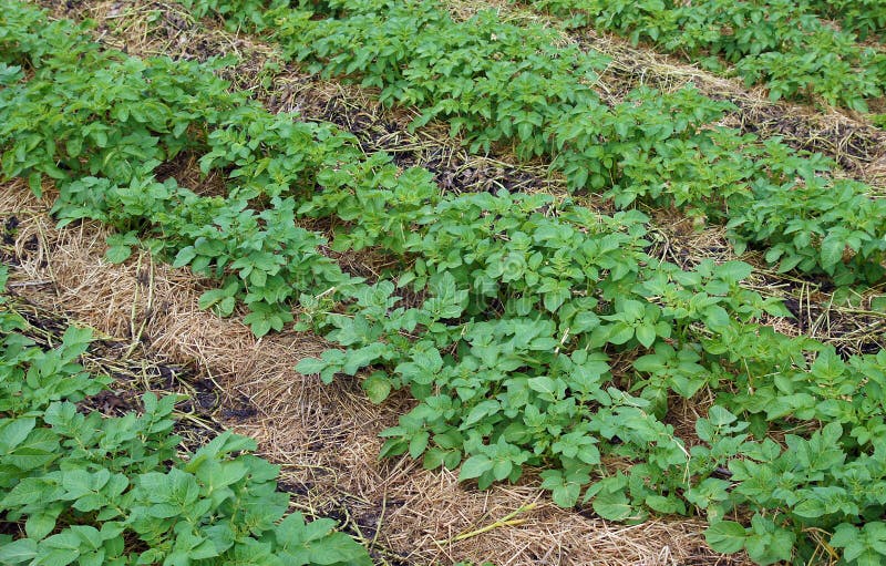 Rows of Potatoes and Straw Mulch Stock Image - Image of wood, grow ...