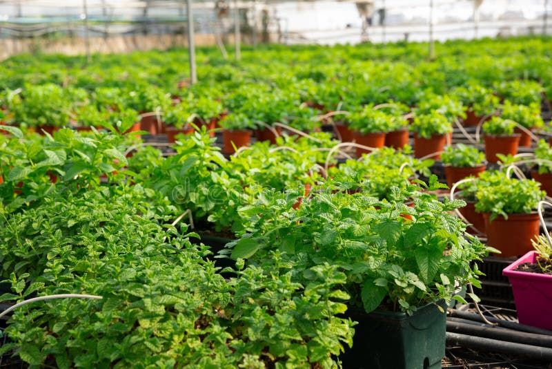 Pots with Mint Seedlings in Glasshouse Stock Image - Image of melissa ...