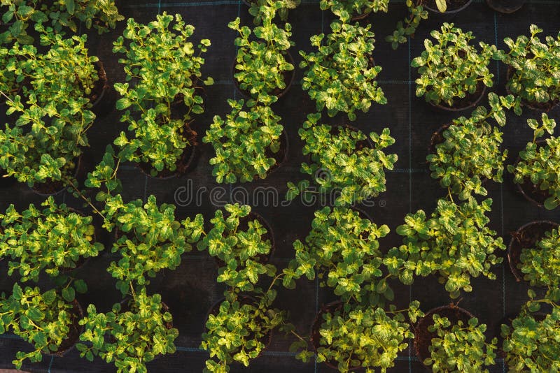 Pots with Mint Seedlings in Glasshouse Stock Image - Image of melissa ...