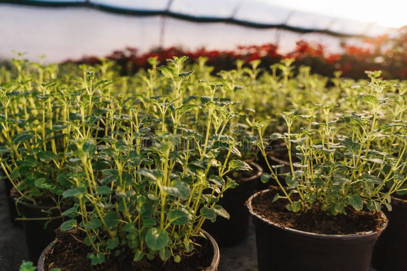 Pots with Mint Seedlings in Glasshouse Stock Image - Image of melissa ...
