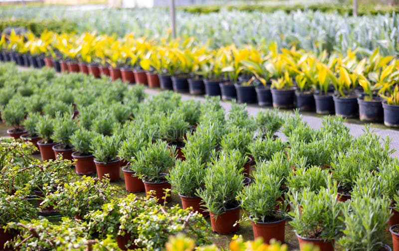 Rows of Pots with Rosemary Sprouts in Greenhouse Stock Photo - Image of ...