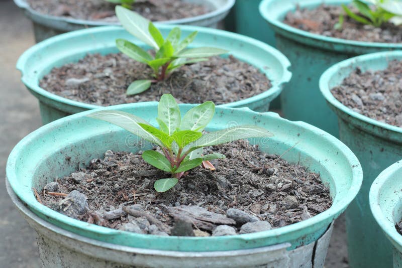 Rows of Potted Seedlings stock photo. Image of gardener - 69881032