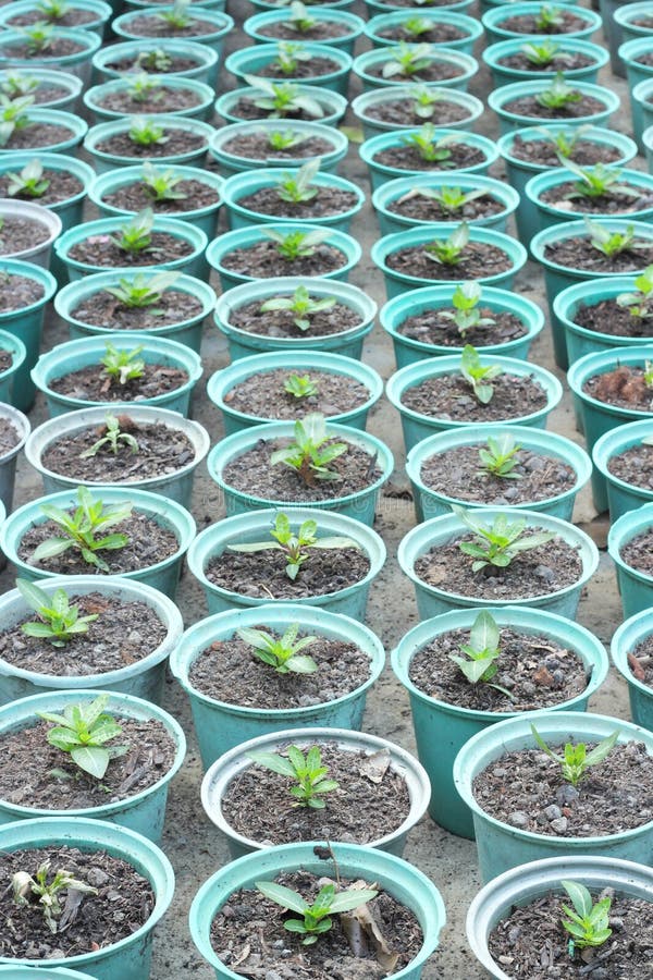 Rows of Potted Seedlings stock image. Image of agriculture - 69881235