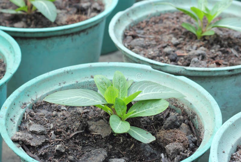 Rows of Potted Seedlings stock image. Image of growing - 69882111
