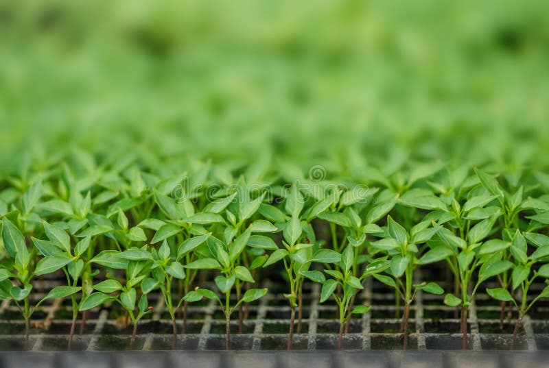 Rows of Potted Seedlings and Young Plants Stock Image - Image of earth ...