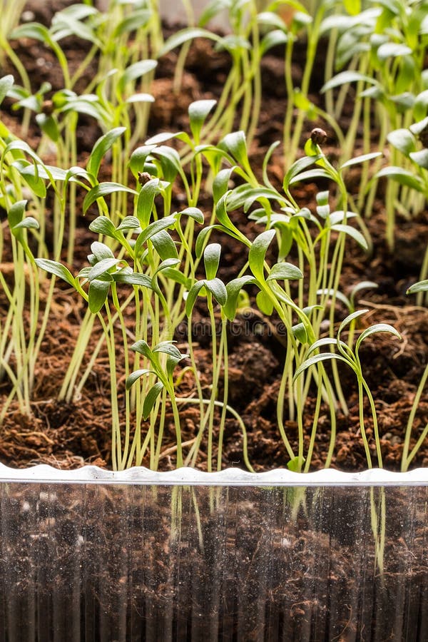 Rows Of Potted Seedlings And Young Plants. Selective Focus Stock Photo ...